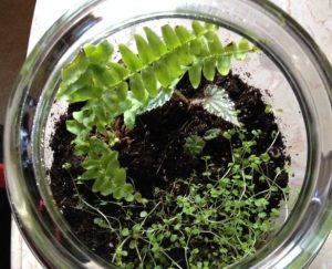How to Make a Terrarium | Hearth and Vine