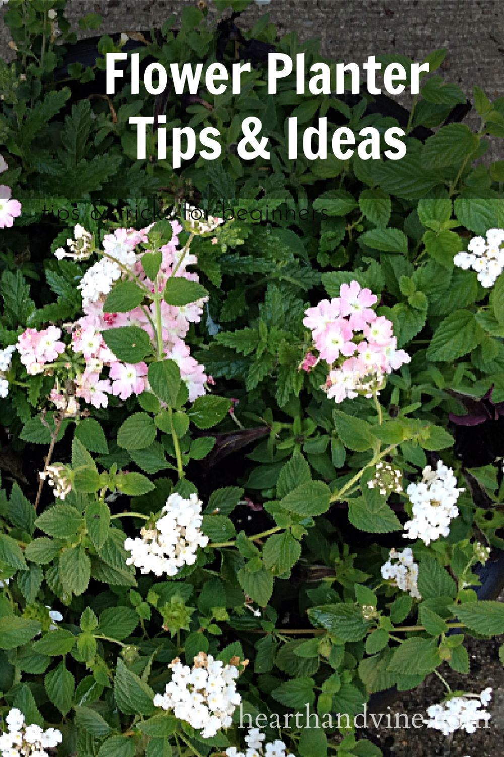 How to Create Container Flower Gardens for Beginners