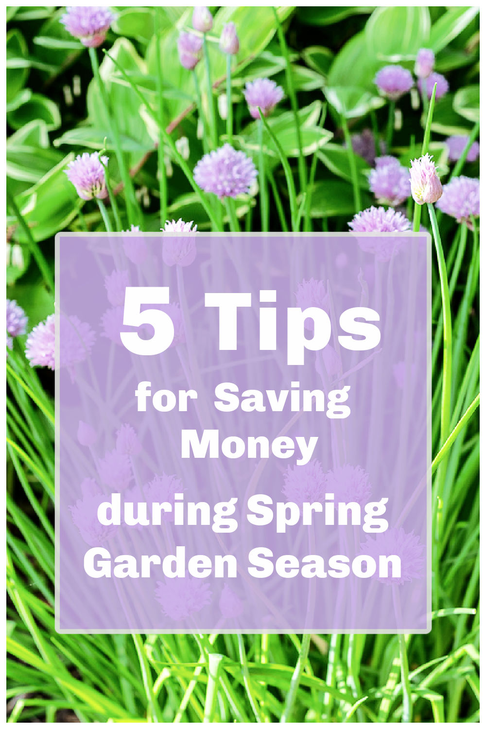 5 Money-Saving Gardening Tips - Spring Planting Season