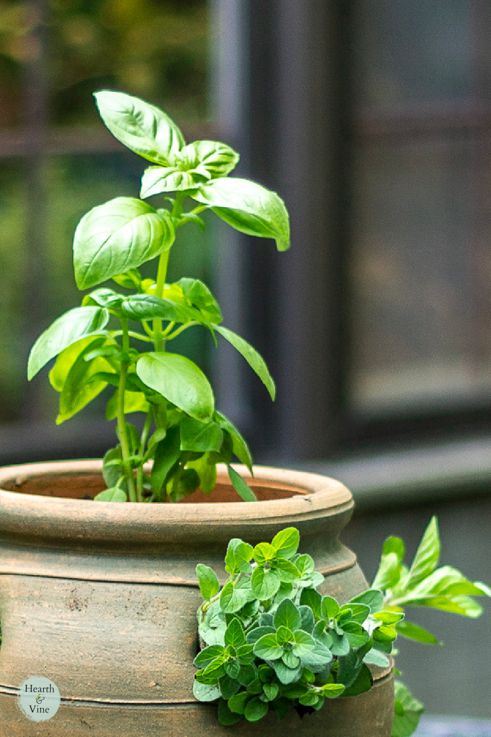 How to Grow Basil: Tips and Cooking Ideas | Hearth and Vine