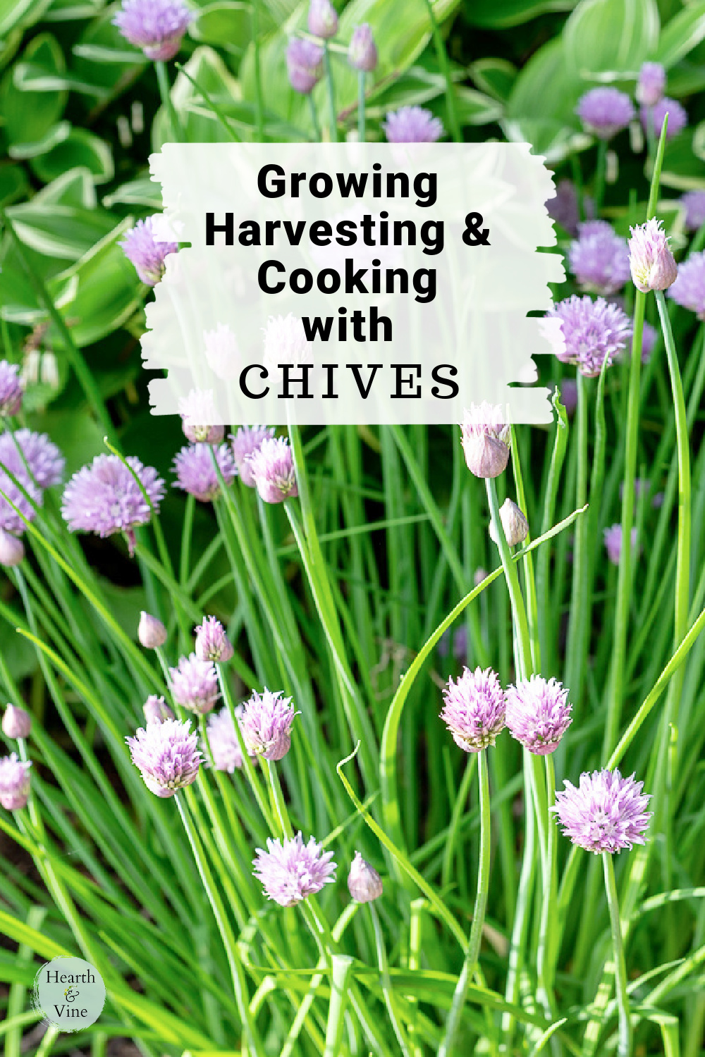 Cooking with Chives from the Garden | Hearth and Vine