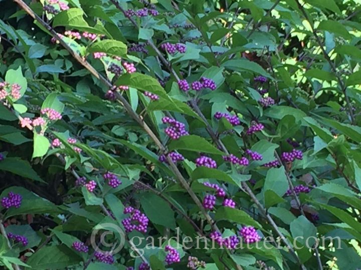 Time to Dig In: Simple Tips for Preparing Your Spring Garden