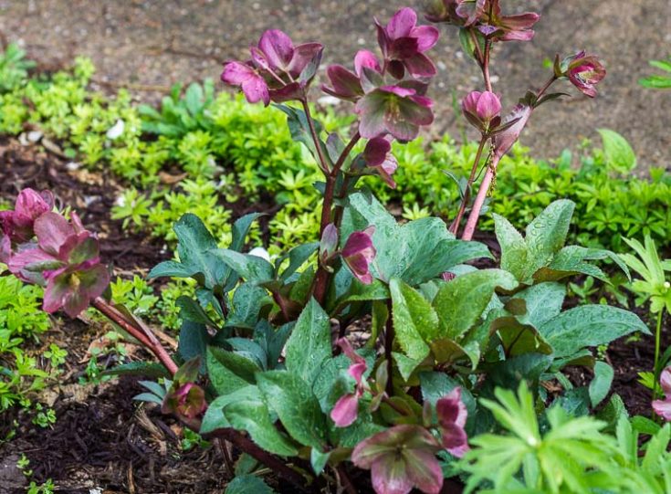 Planning Next Year's Garden - Top 3 Ideas and Tips