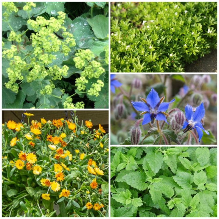 5 Unique Herbs That Are Easy to Grow and Useful In The Garden