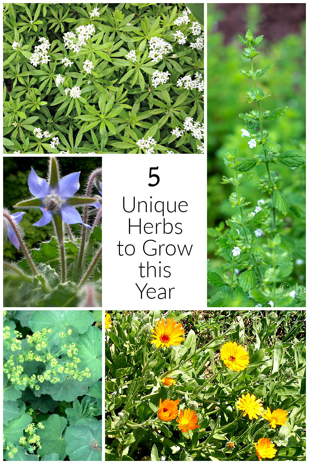 5 Unique Herbs That Are Easy to Grow and Useful In The Garden