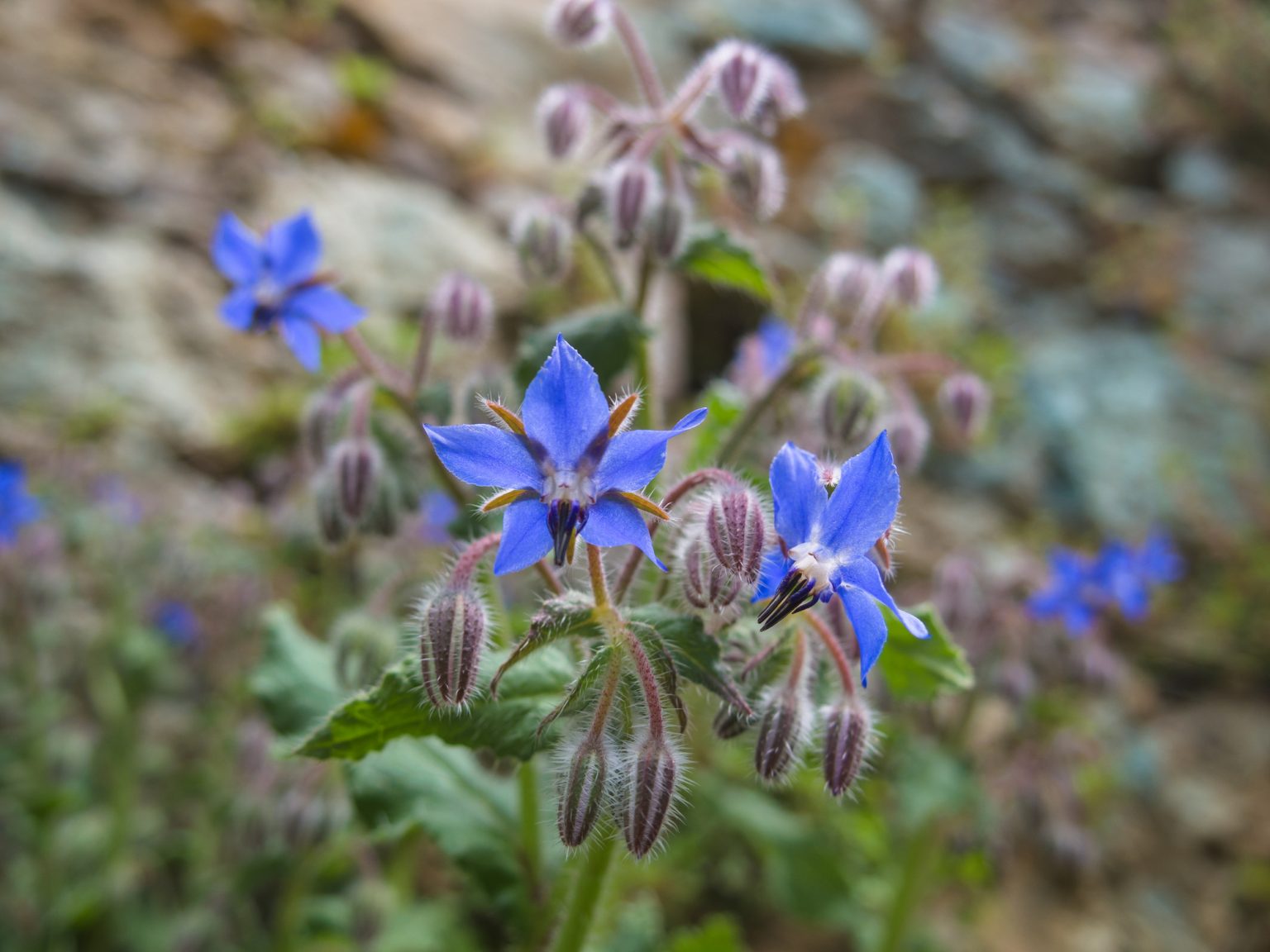 5 Unique Herbs That Are Easy to Grow and Useful In The Garden
