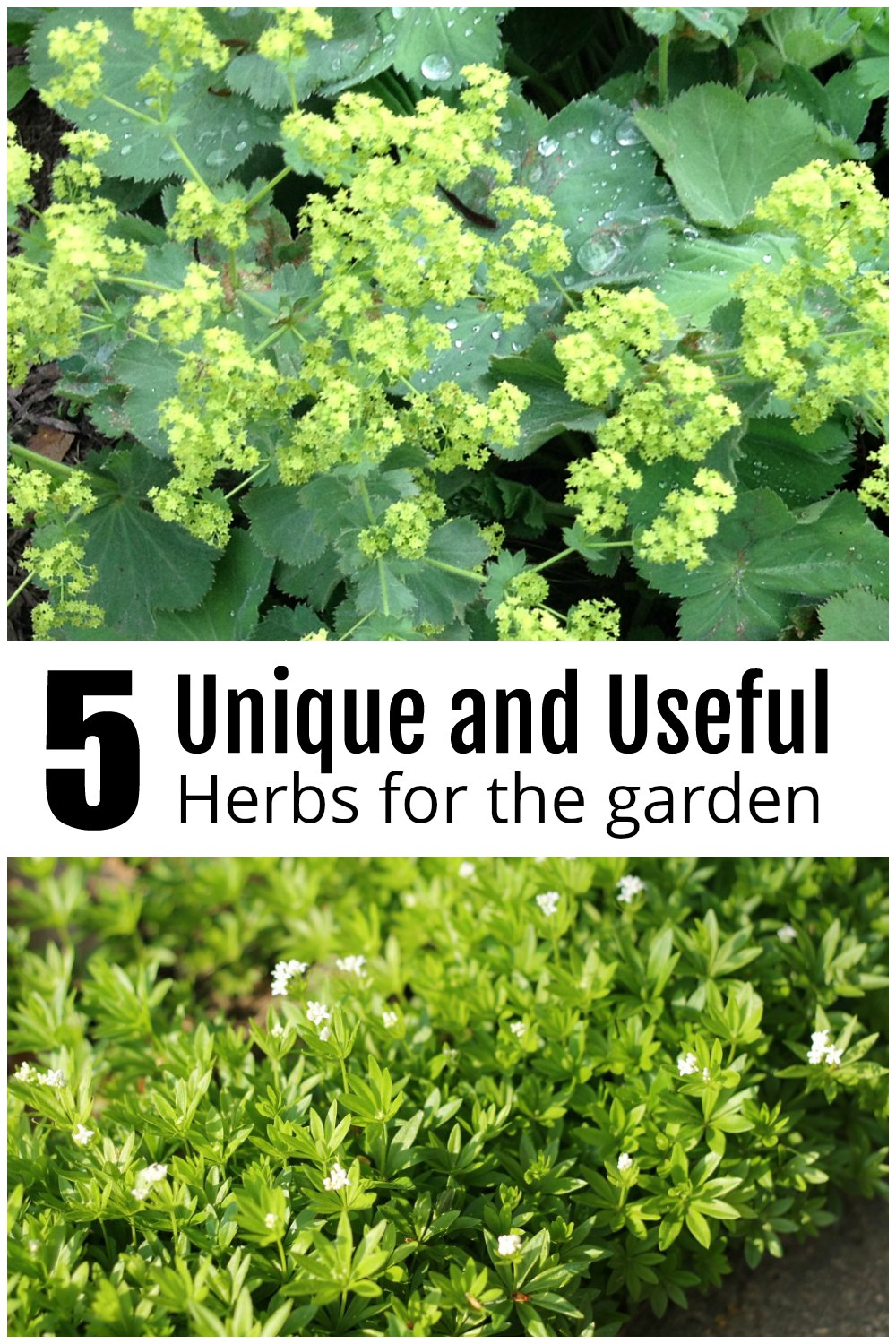 5 Unique Herbs That Are Easy to Grow and Useful In The Garden