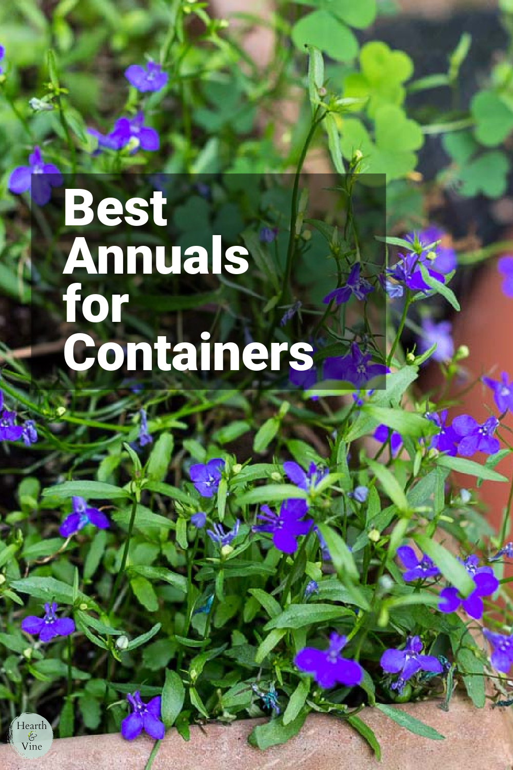 Best Flowers for Containers - Annual Plants for Color All Season Long