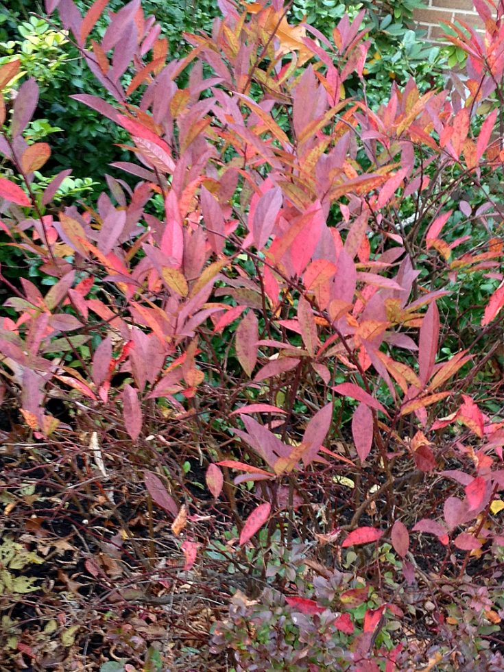 Fall Foliage Plants For Every Garden
