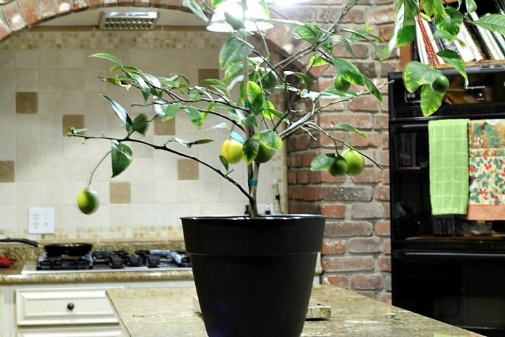 How to Repot a Lemon Tree and Basic Care