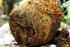 How to Repot a Lemon Tree and Basic Care