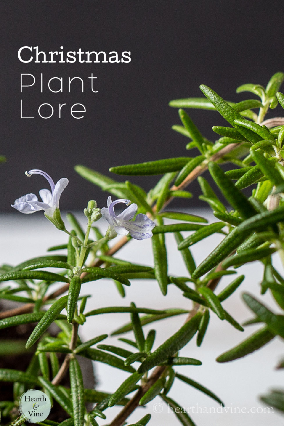 Christmas Plant Lore - Stories Passed Over the Years | Hearth and Vine