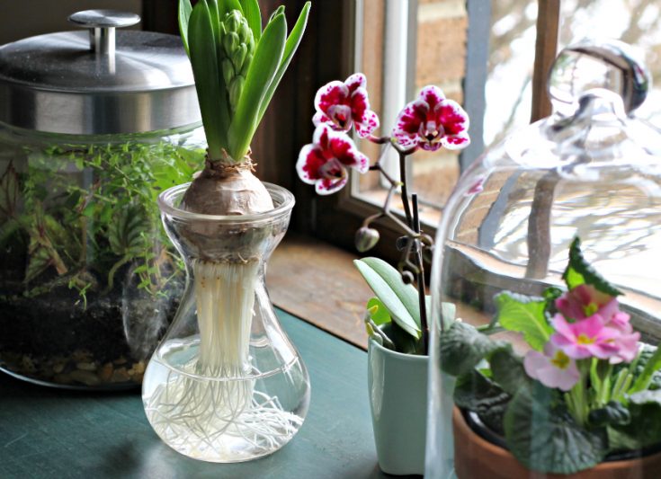 3 Ways to Use the Beauty of Glass in Your Indoor Garden