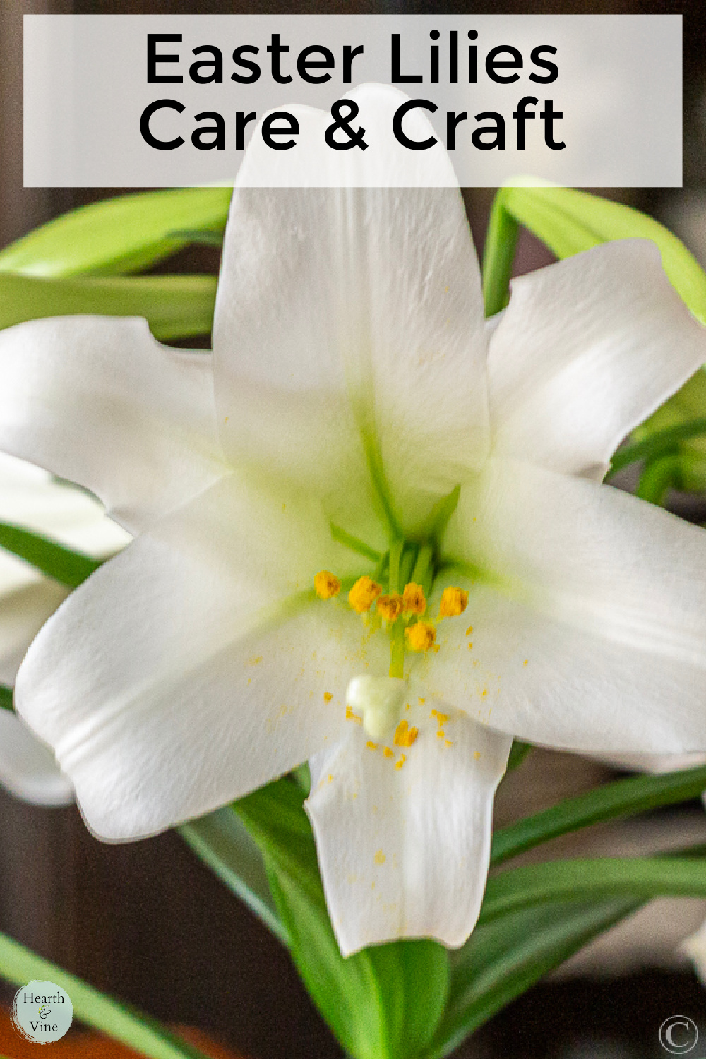 Easter Lilies, Their Meaning, and an Easter Centerpiece | Hearth and Vine