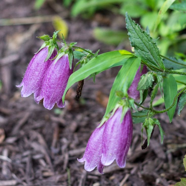 Plant Life Cycles: Annuals vs Perennials and More