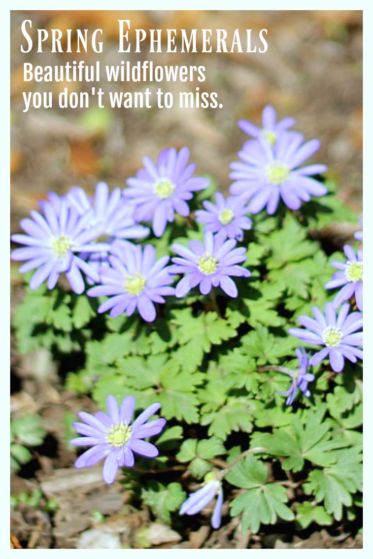 Engaging Spring Ephemerals | Hearth and Vine