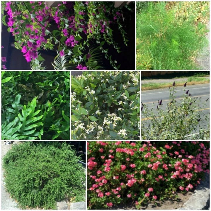 Same Plant Different Hardiness Zones