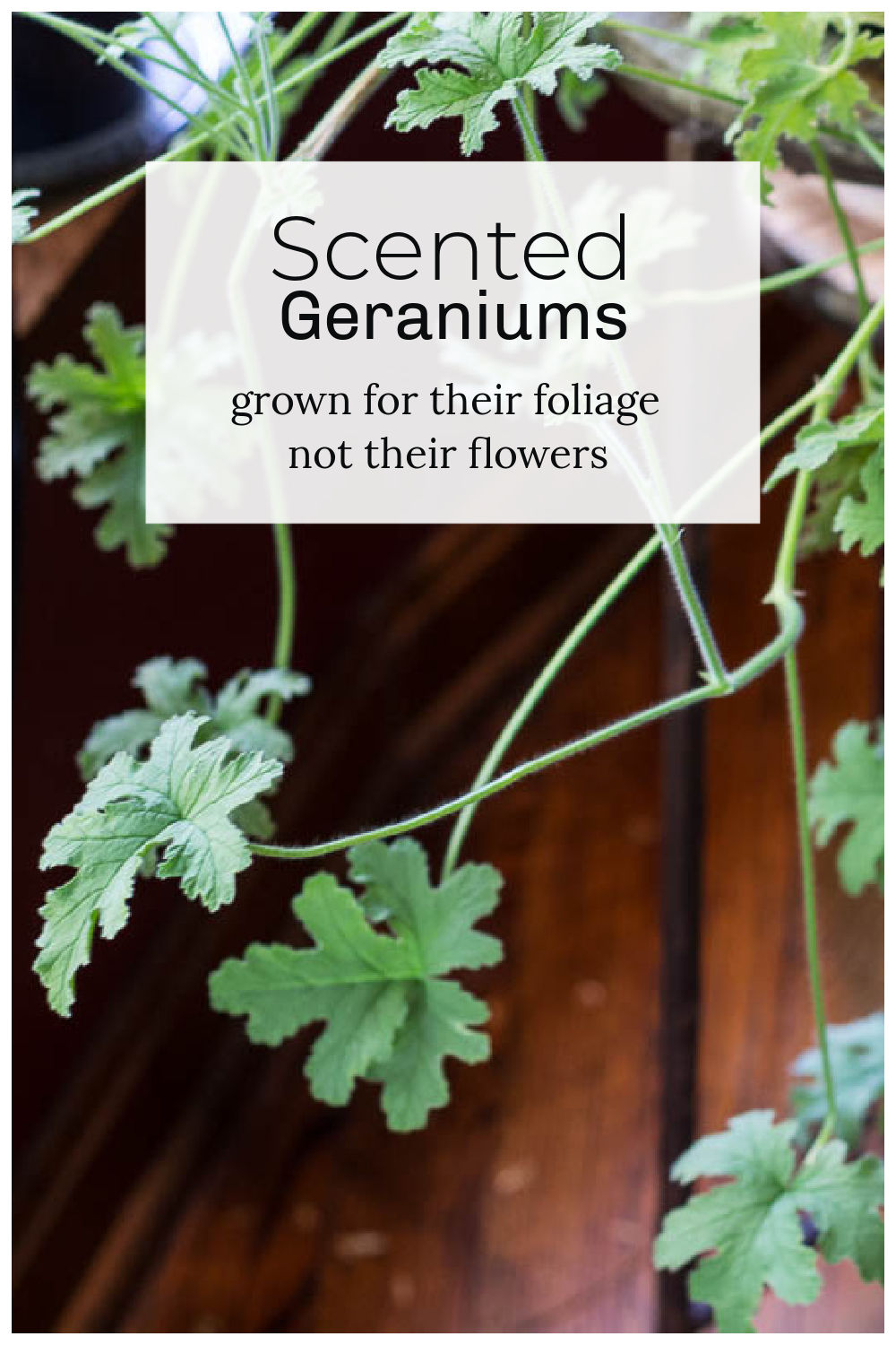 Scented Geraniums: Another Fragrant Beauty You'll Want to Grow