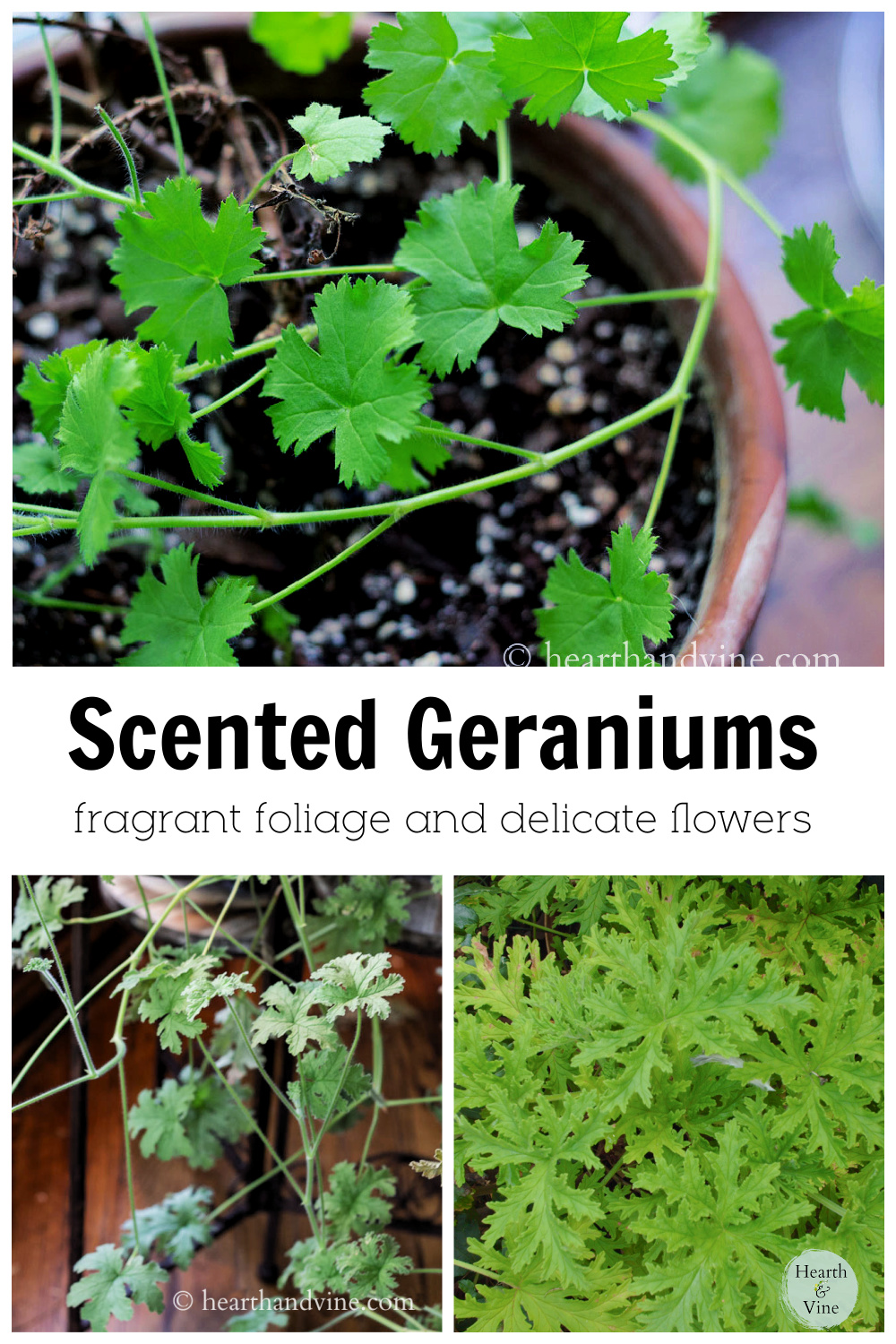 Scented Geraniums: Another Fragrant Beauty You'll Want to Grow