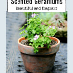 Scented Geraniums: Another Fragrant Beauty You'll Want to Grow