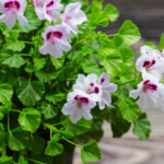 Scented Geraniums: Another Fragrant Beauty You'll Want to Grow