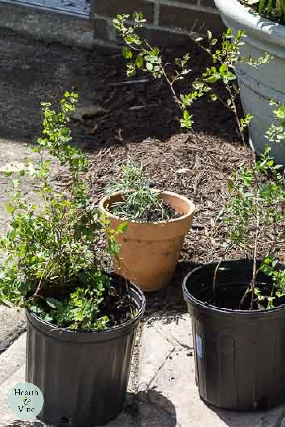 Propagating Woody Plants with Simple Layering | Hearth and Vine