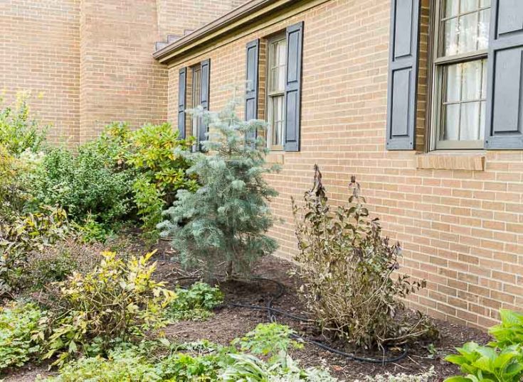 Foundation Planting Ideas for Overgrown Landscapes