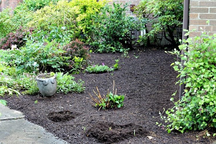 Foundation Planting Ideas for Overgrown Landscapes