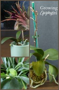 Air Plants - Growing Epiphytes in Your Home | Hearth and Vine