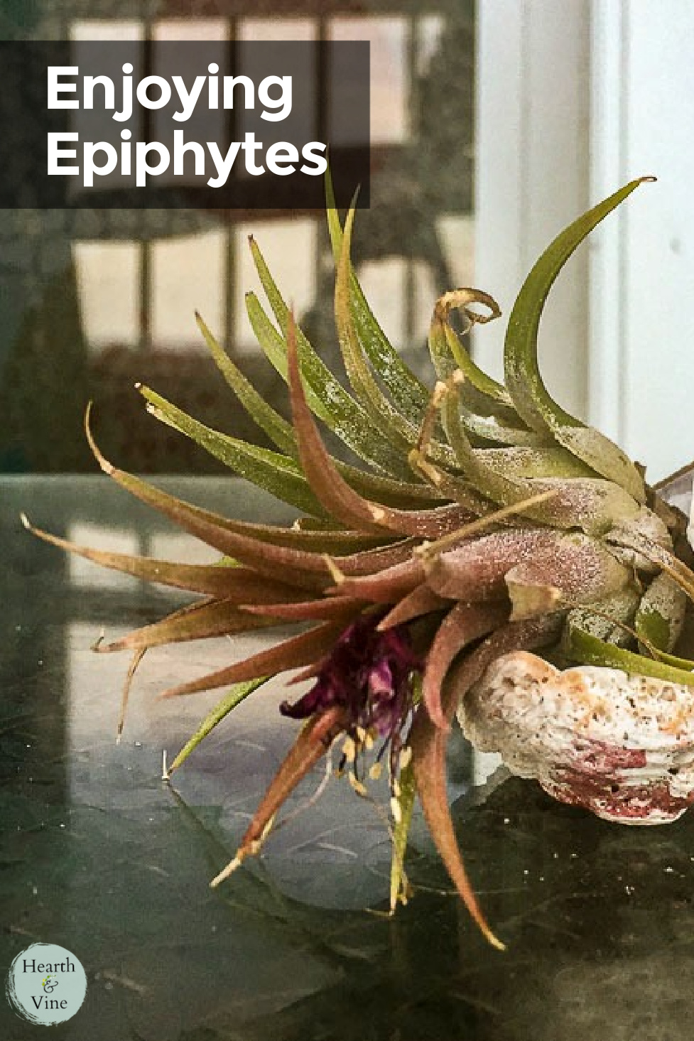 Growing Epiphytes Indoors | Hearth and Vine