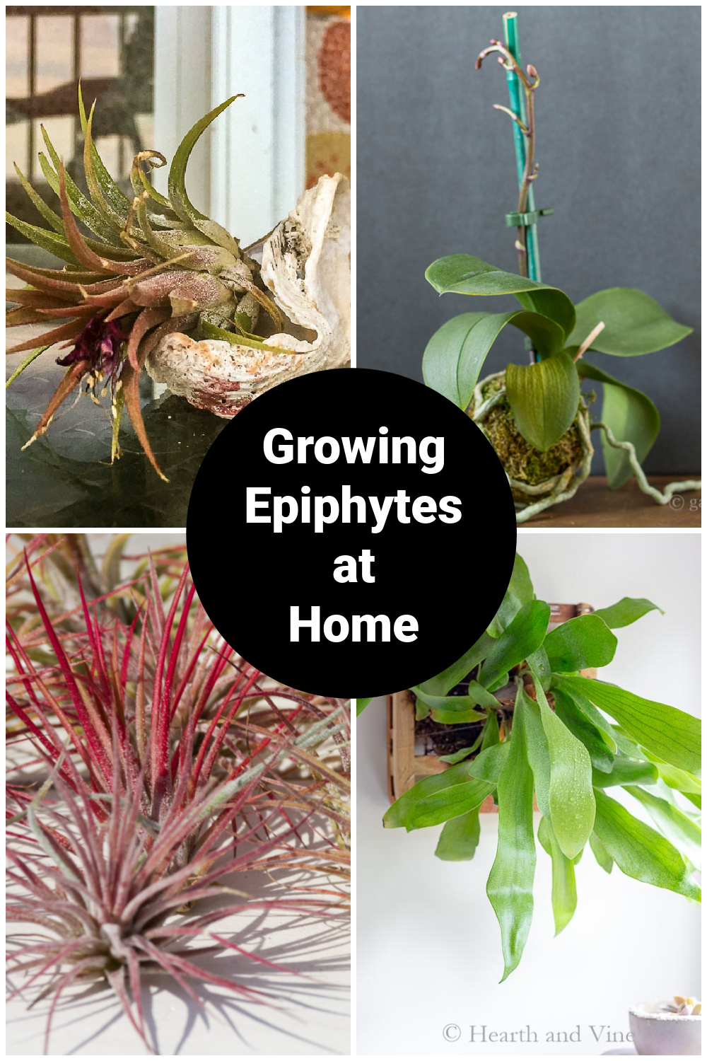 Growing Epiphytes Indoors | Hearth and Vine