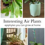 Air Plants - Growing Epiphytes in Your Home | Hearth and Vine