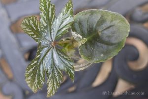 How To Easily Root Plants In Water With Simple Cuttings
