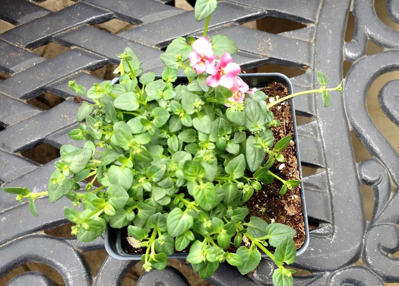 5 Simple Tips To Create Beautiful Hanging Flower Containers