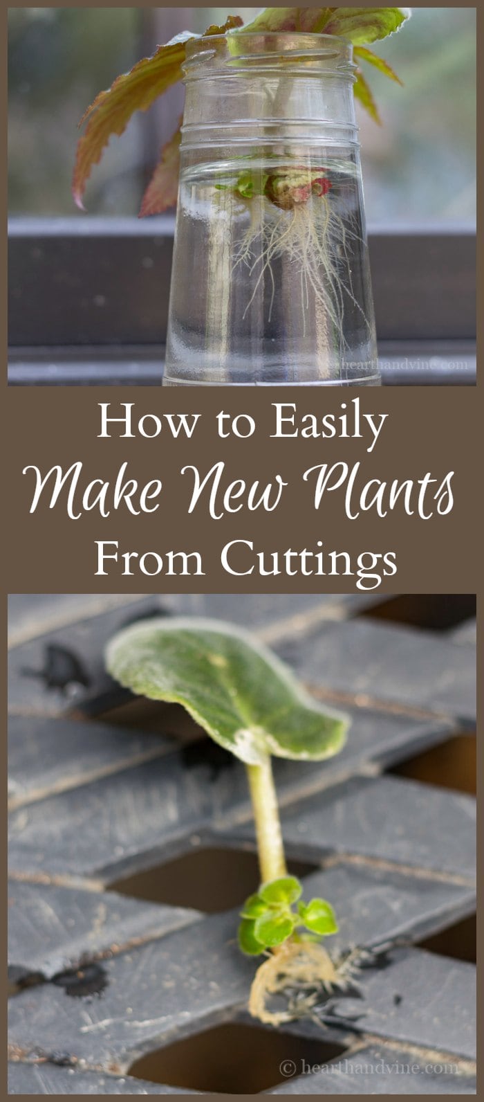 How To Easily Root Plants In Water With Cuttings | Gardening