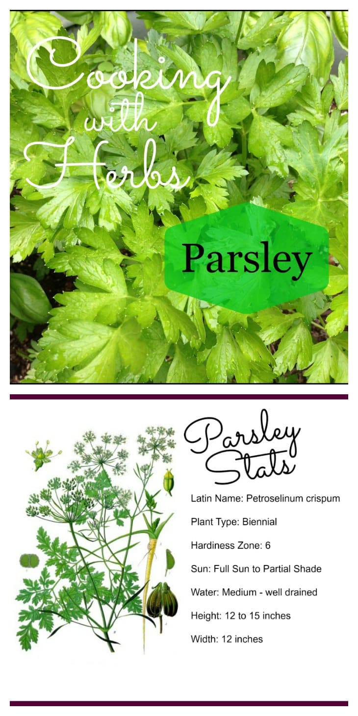 Cooking with Parsley - A Versatile and Tasty Herb | Hearth and Vine