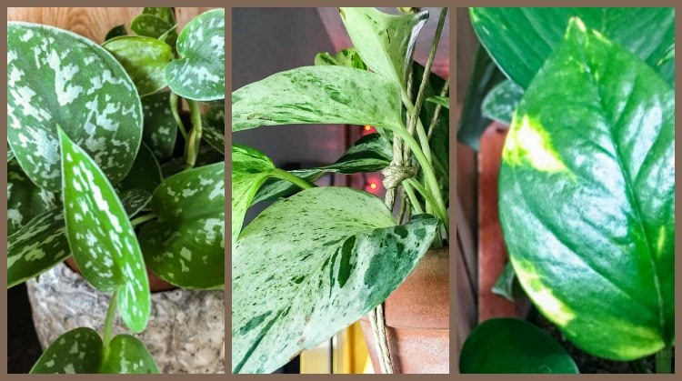 Pothos Plant Care: Varieties and Propagation of the Easiest Houseplant