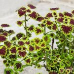 Fall Planter Ideas That Will Take You Well In to Winter