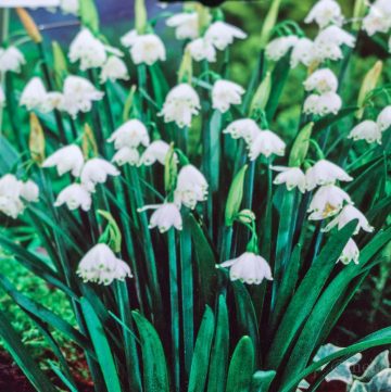 Deer Resistant Bulbs and For Your Spring Garden