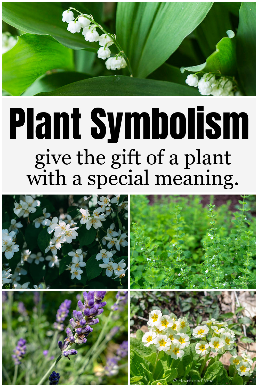 Plant Symbolism Plants to Gift Based on Their Meaning