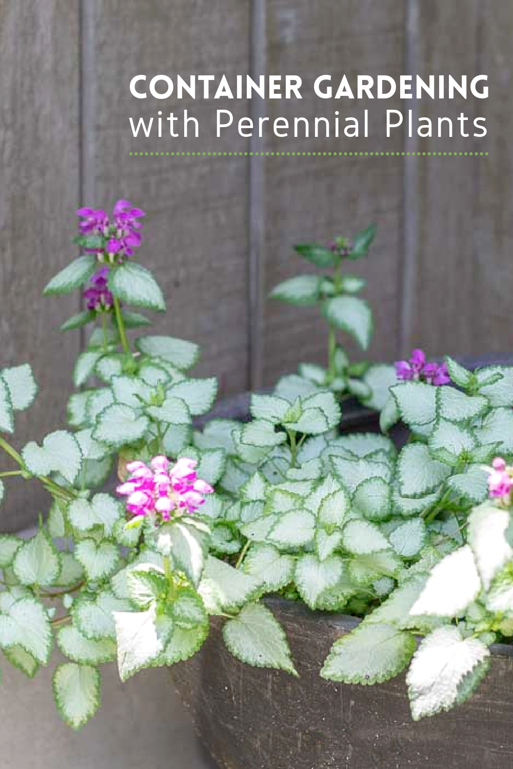 Perennials for Containers - Frugal Ways to Fill Your Flower Pots