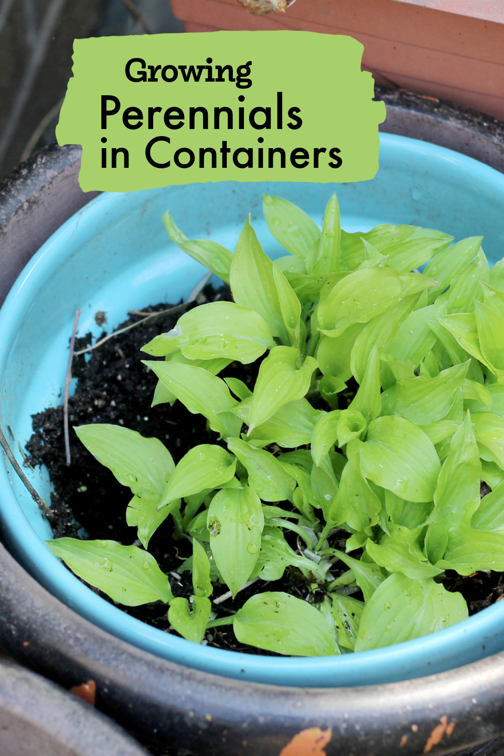 Perennials for Containers - Frugal Ways to Fill Your Flower Pots