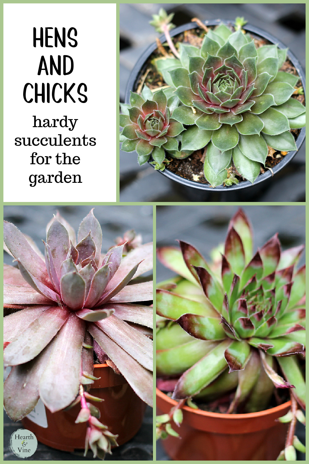 Hens and Chicks Plants - Easy to Grow Sempervivum Succulents