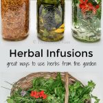 Herbal Infusions - How to Make Infused Oils and Vinegar for Cooking ...
