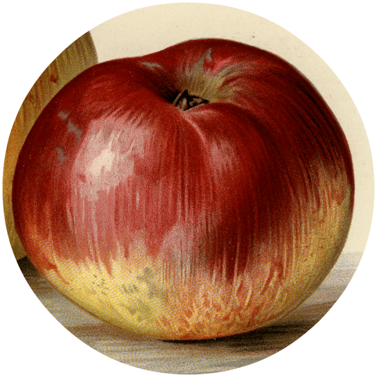 Homemade Unsweetened Applesauce | Hearth and Vine