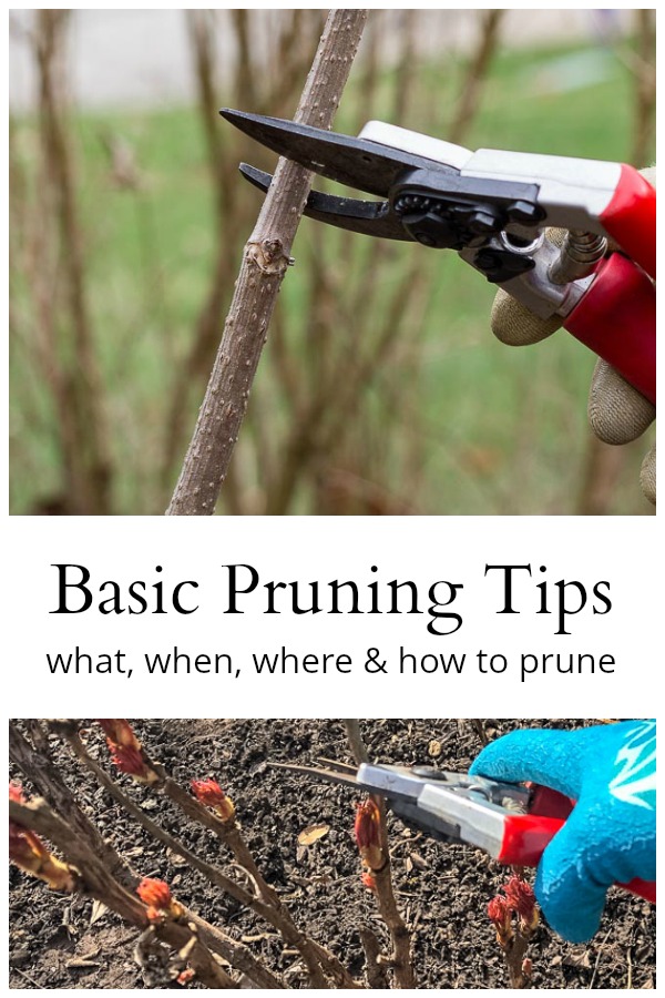 Basic Pruning Tips for a Beautiful Full and Lush Garden