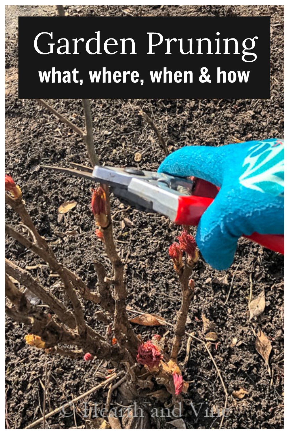 Basic Pruning Tips for a Beautiful Full and Lush Garden