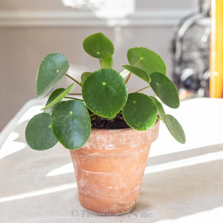 Pilea Plant - The Pass It On Friendship Plant | Gardening