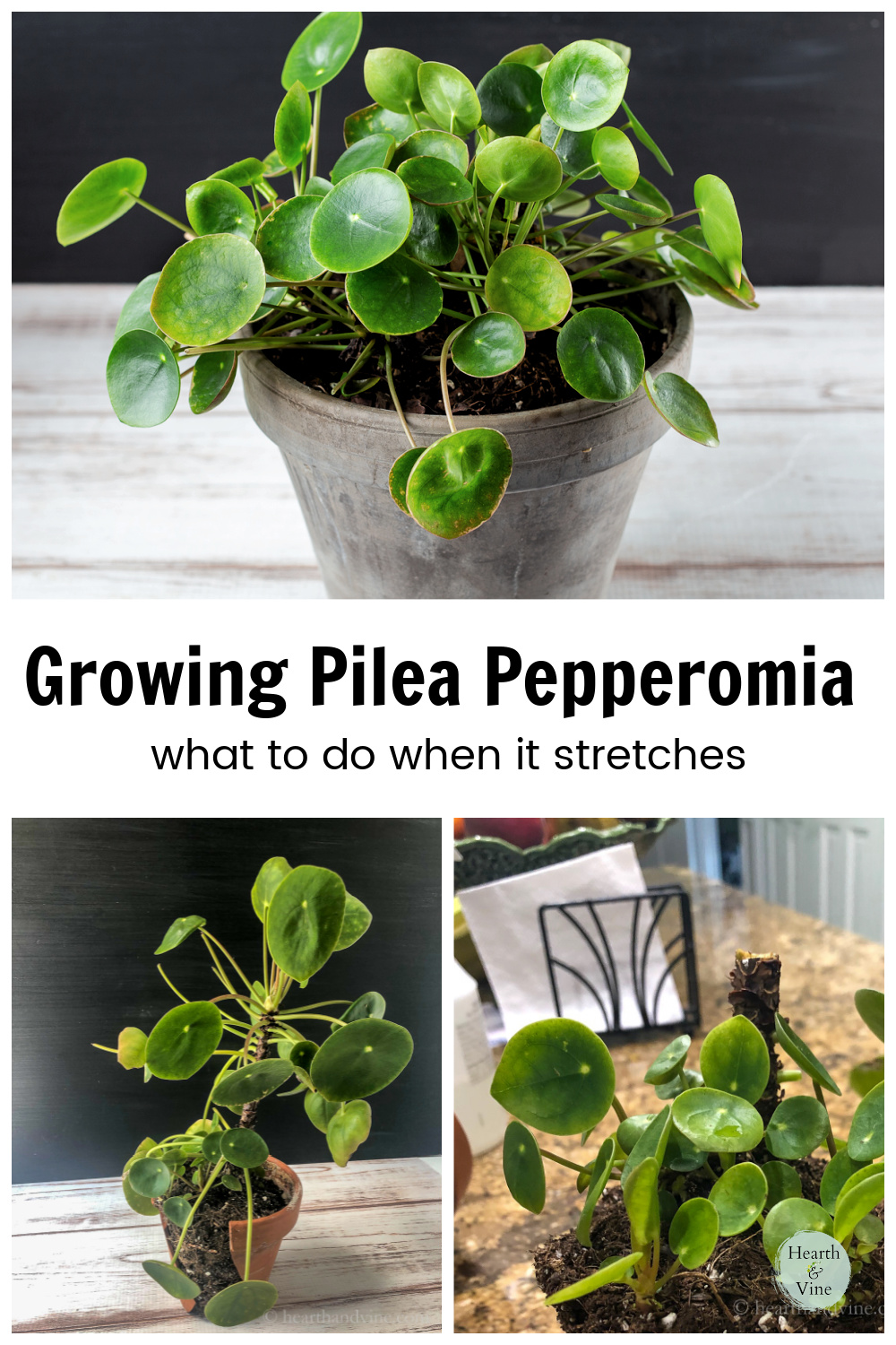 Pilea Plant - The Pass It On Friendship Plant | Hearth and Vine