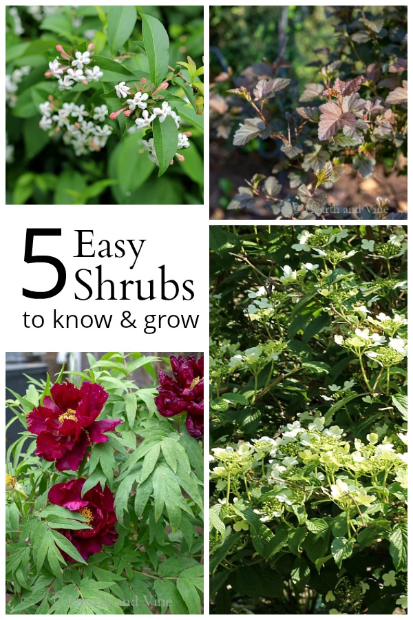 Easy to Grow Shrubs - 5 Must Haves for the Garden | Hearth and Vine